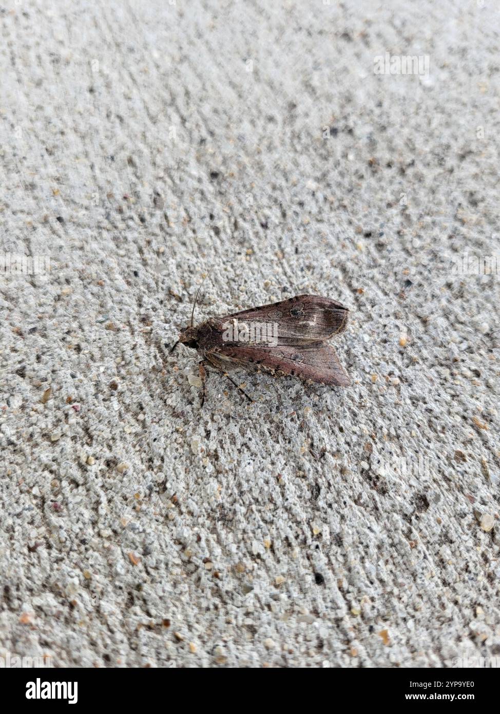 Variegated Cutworm Moth (Peridroma saucia Stock Photo - Alamy