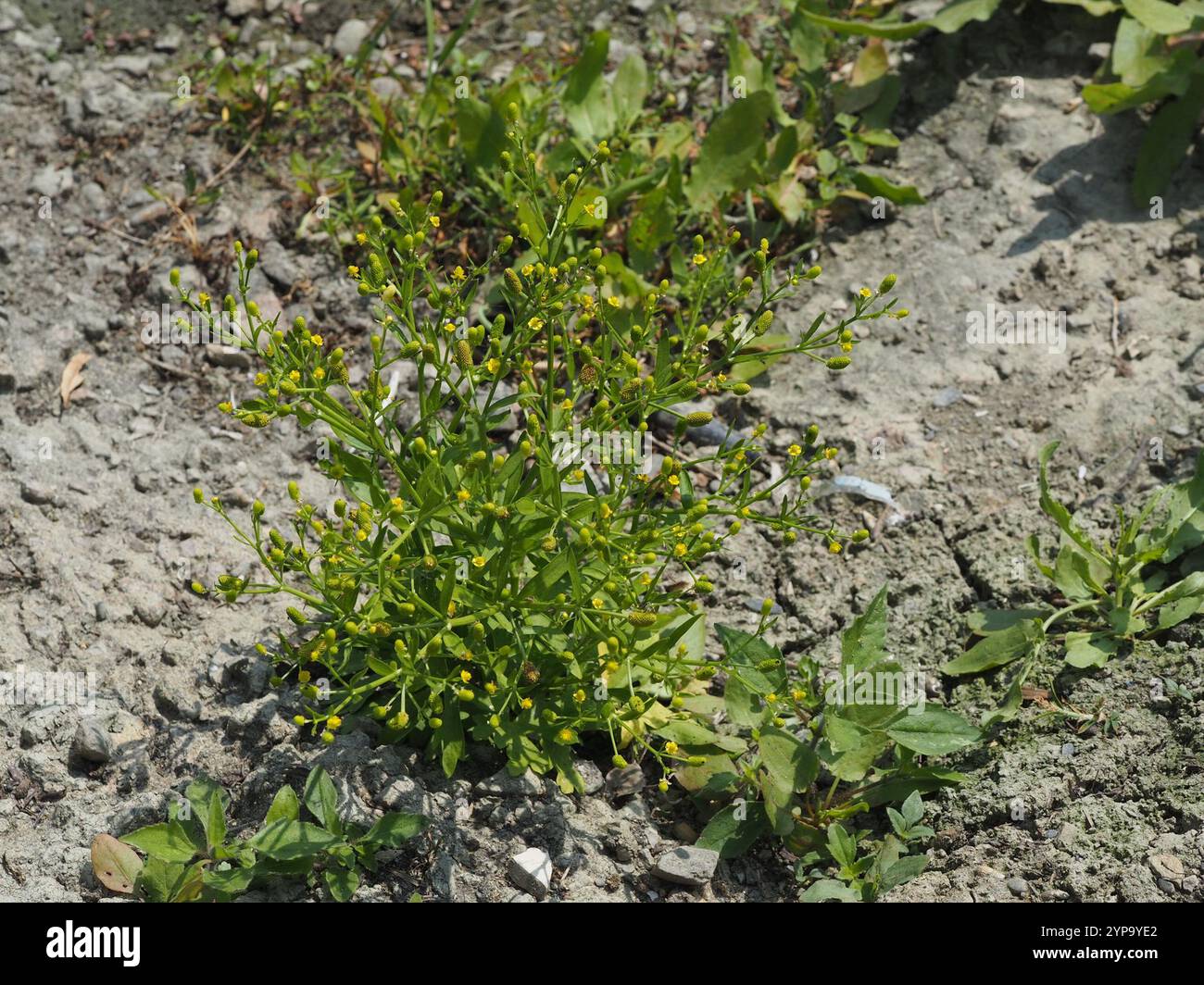 cursed crowfoot (Ranunculus sceleratus Stock Photo - Alamy