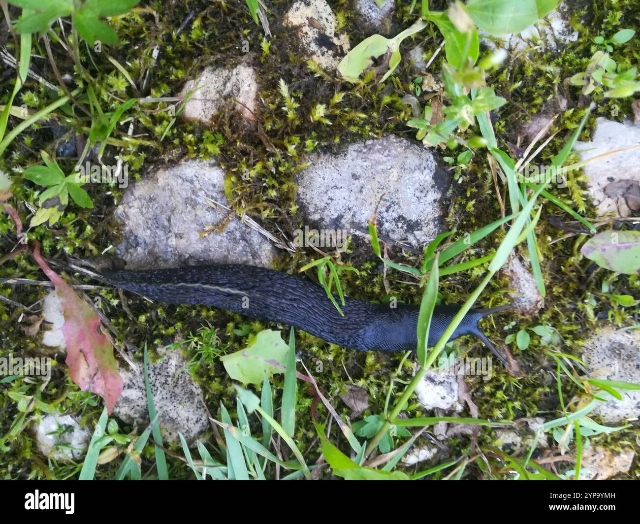 Ash-black Slug (Limax cinereoniger Stock Photo - Alamy
