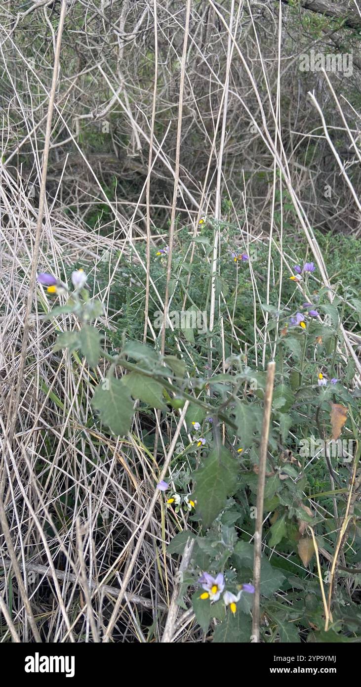 Solanum douglasii hi-res stock photography and images - Alamy