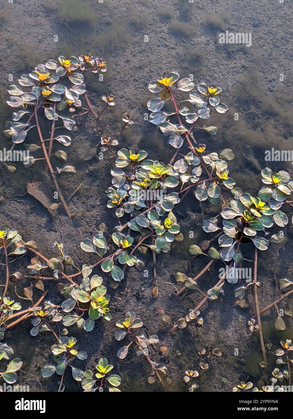 floating primrose-willow (Ludwigia peploides Stock Photo - Alamy