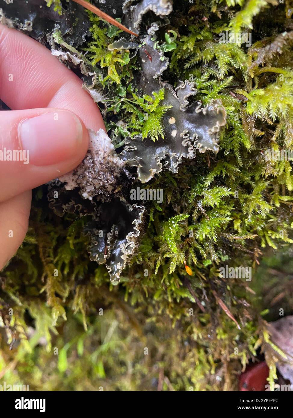 tree pelt lichen (Peltigera collina Stock Photo - Alamy