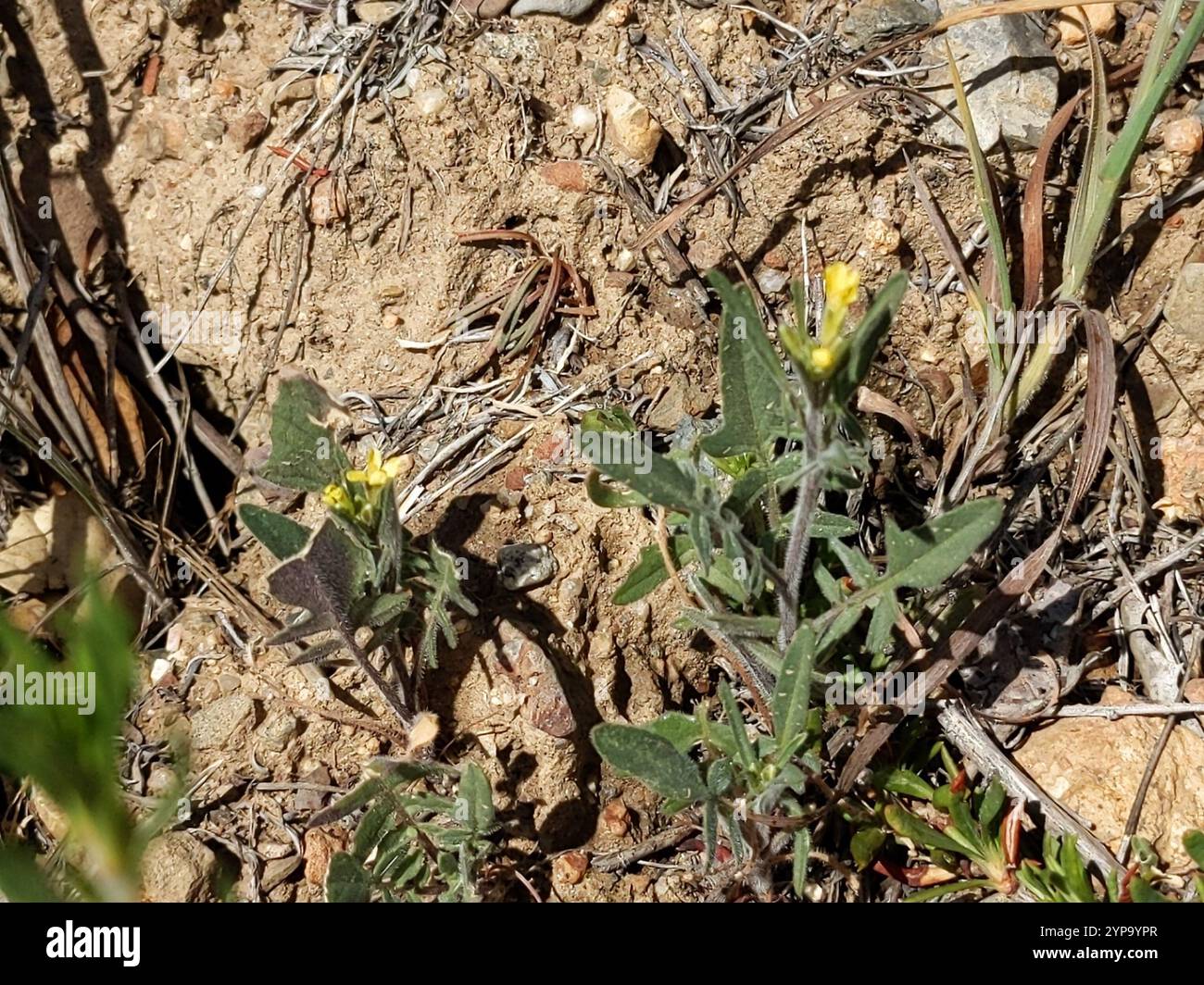 London rocket (Sisymbrium irio Stock Photo - Alamy
