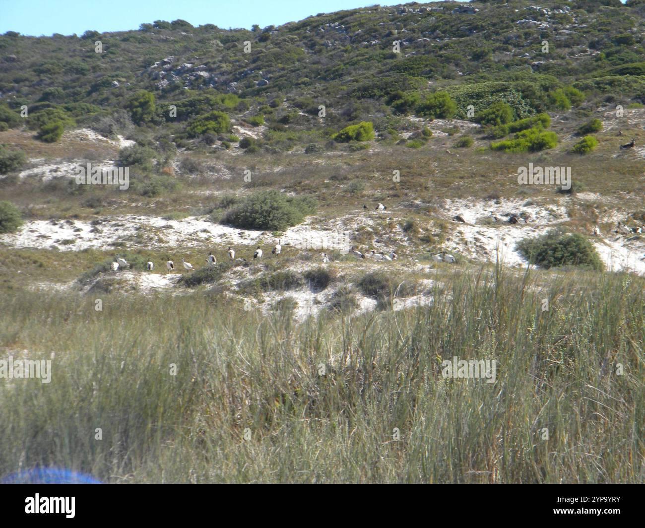Southern Hadada Ibis (Bostrychia hagedash hagedash Stock Photo - Alamy