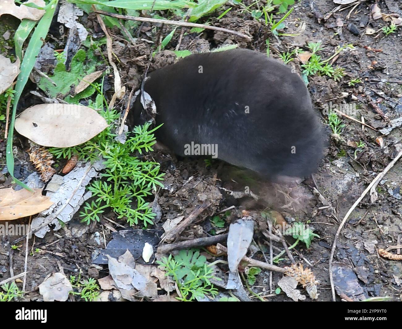 Broad-footed Mole (Scapanus latimanus Stock Photo - Alamy