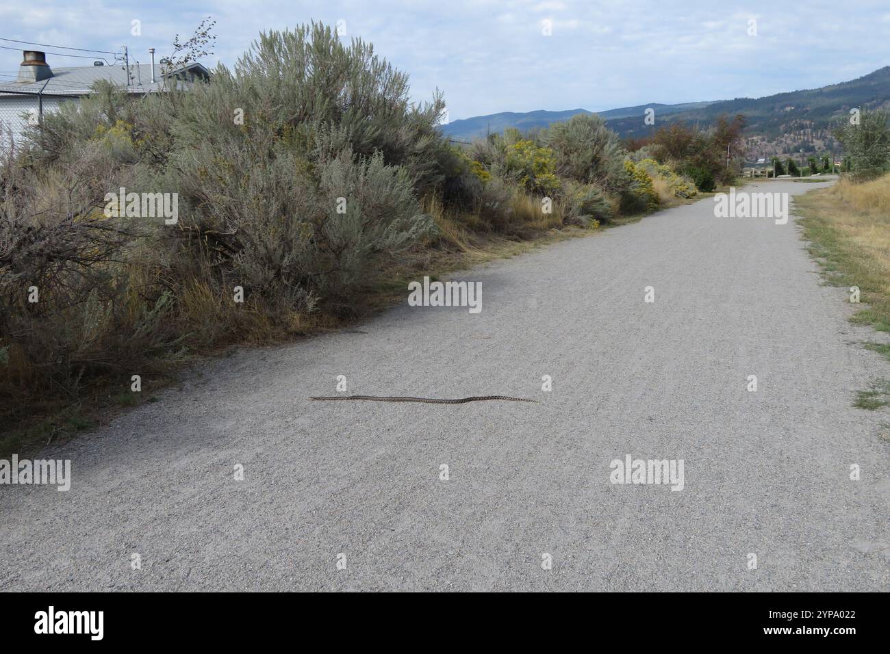 Great Basin Gopher Snake (Pituophis catenifer deserticola Stock Photo ...