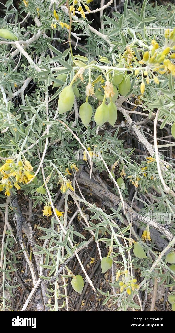 Bladderpod (Cleomella arborea Stock Photo - Alamy