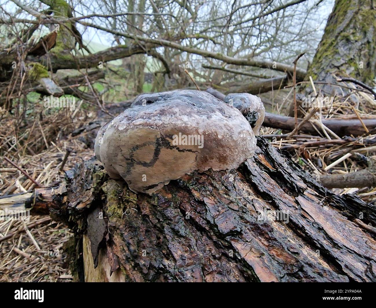 Willow Bracket (Phellinus igniarius Stock Photo - Alamy
