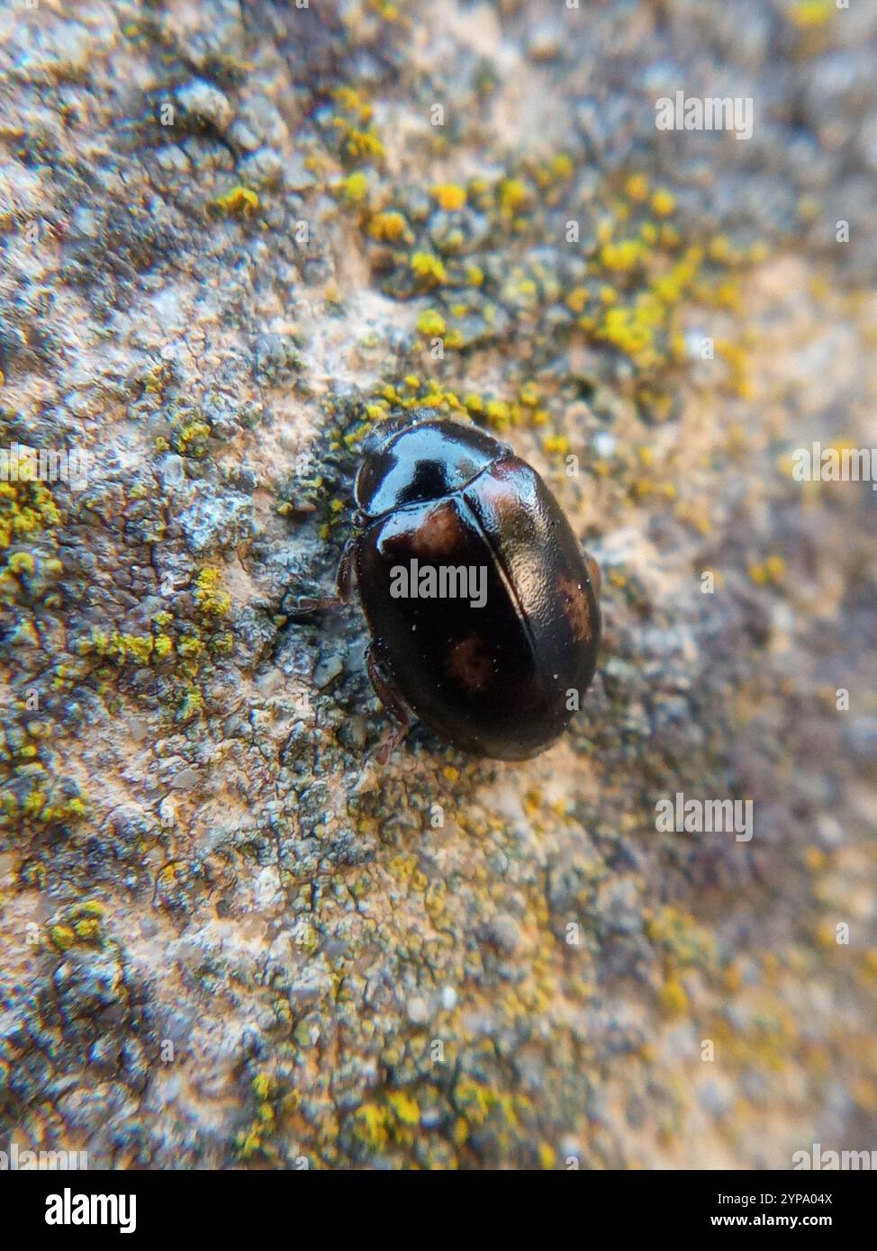 Larch Lady Beetle (Aphidecta obliterata Stock Photo - Alamy