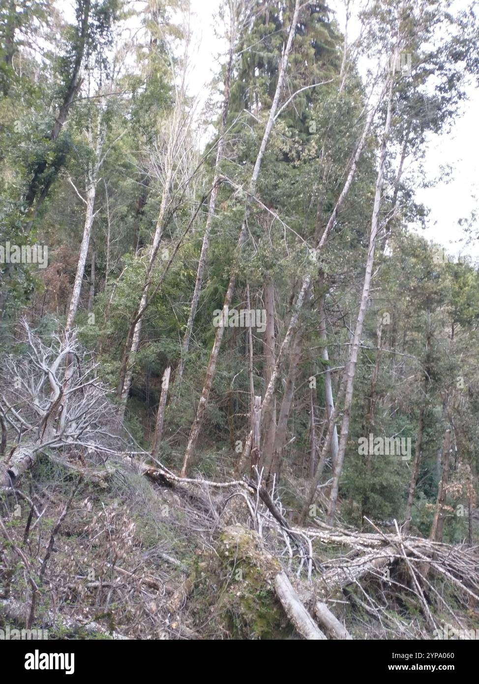 Tanoak (Notholithocarpus densiflorus Stock Photo - Alamy