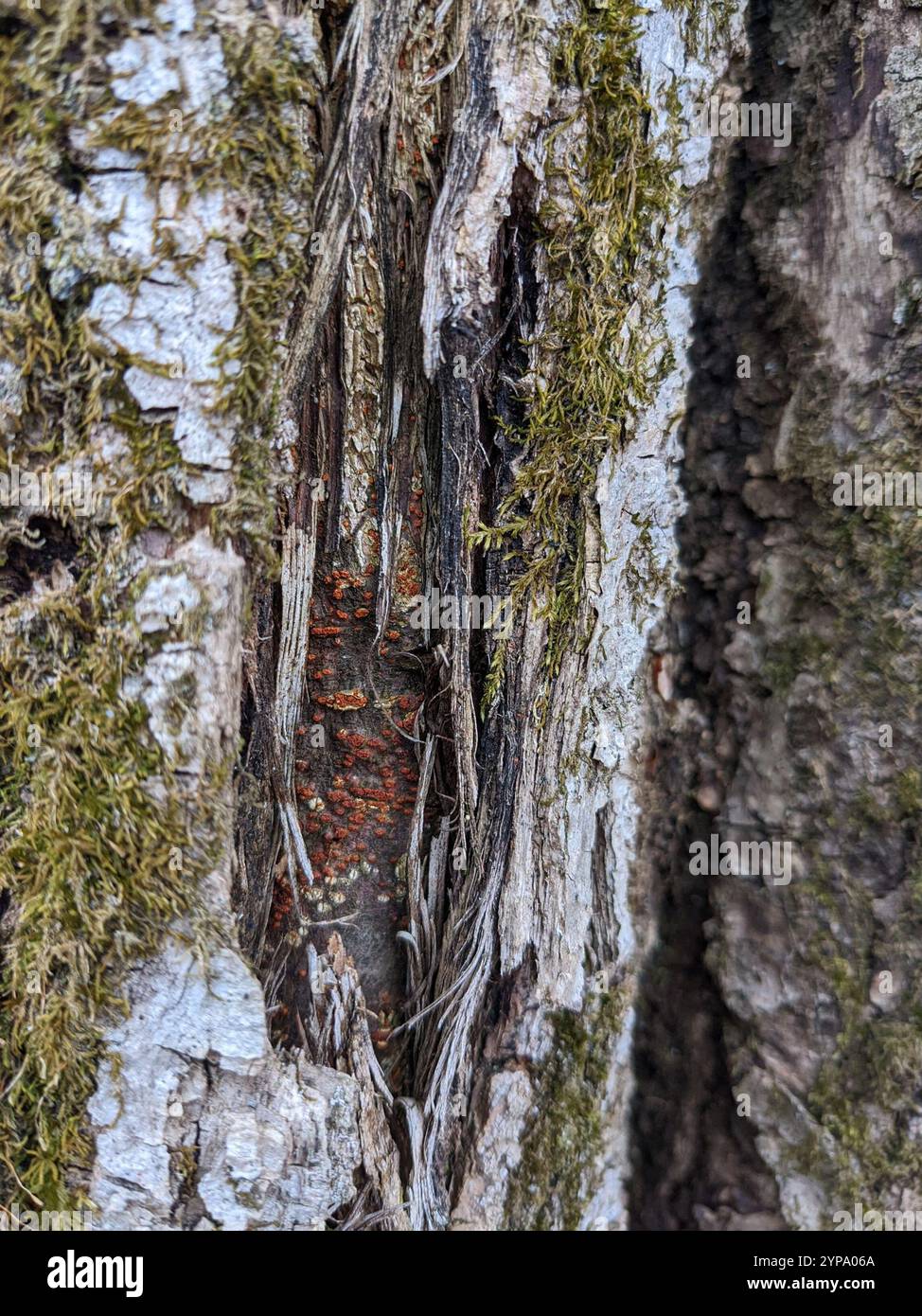 Chestnut Blight (Cryphonectria parasitica Stock Photo - Alamy