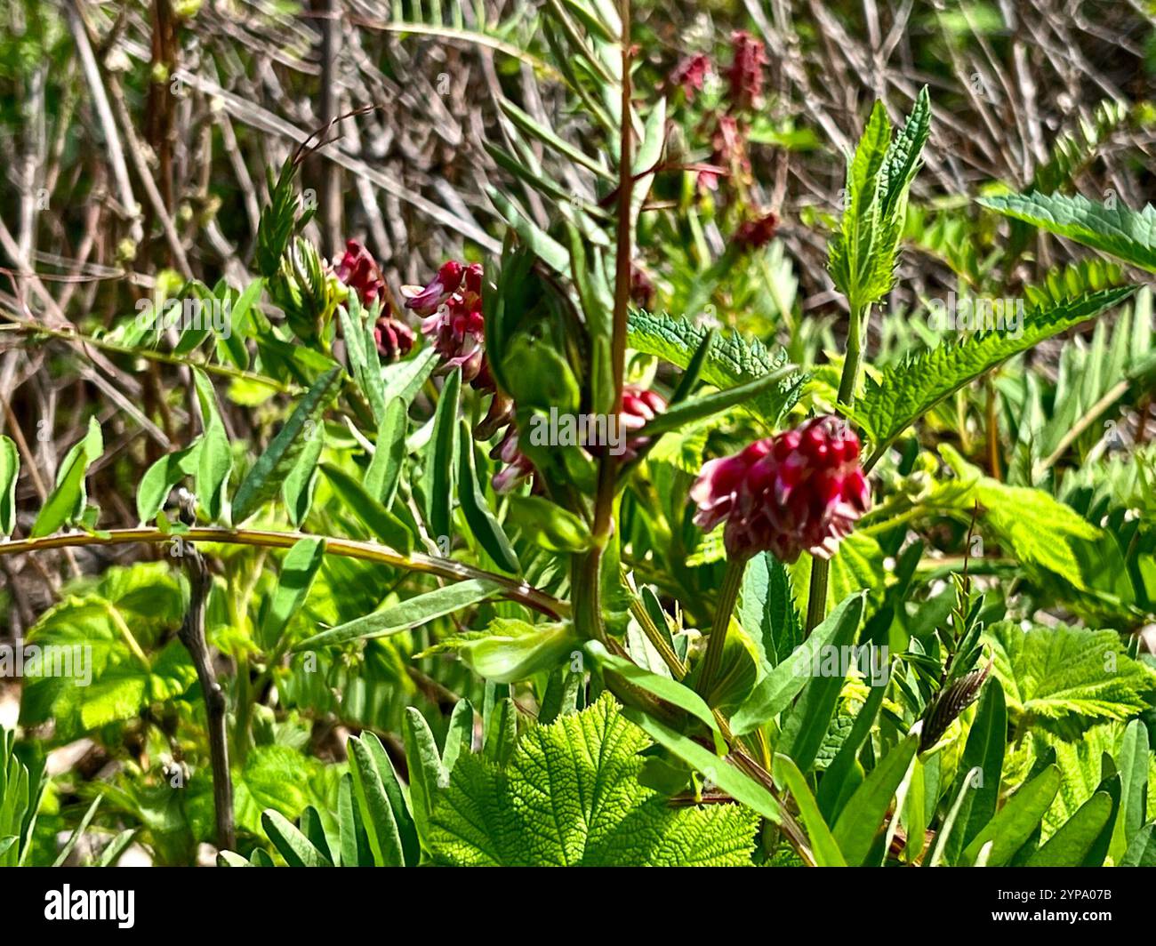 giant vetch (Vicia gigantea Stock Photo - Alamy