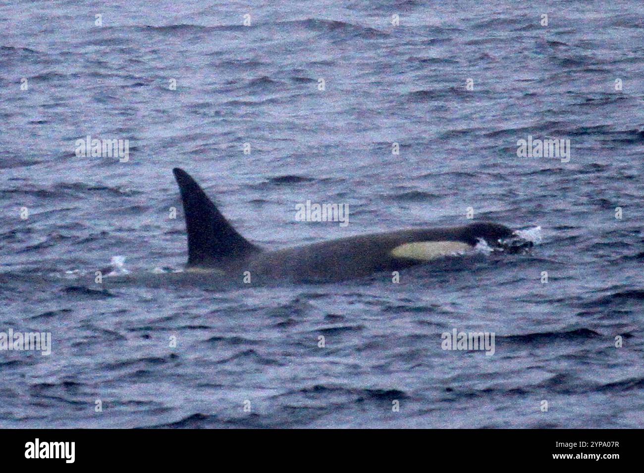 Orca (Orcinus orca Stock Photo - Alamy