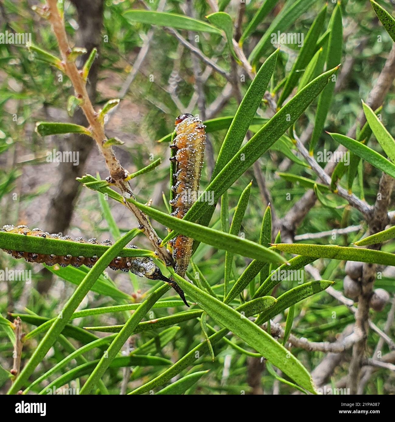 Bottlebrush Sawfly (Pterygophorus cinctus Stock Photo - Alamy