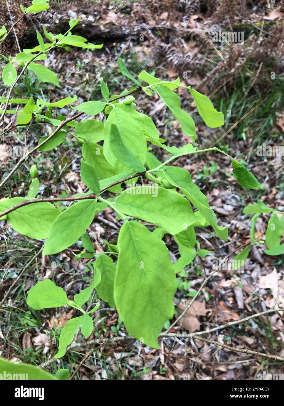 eastern leatherwood (Dirca palustris Stock Photo - Alamy
