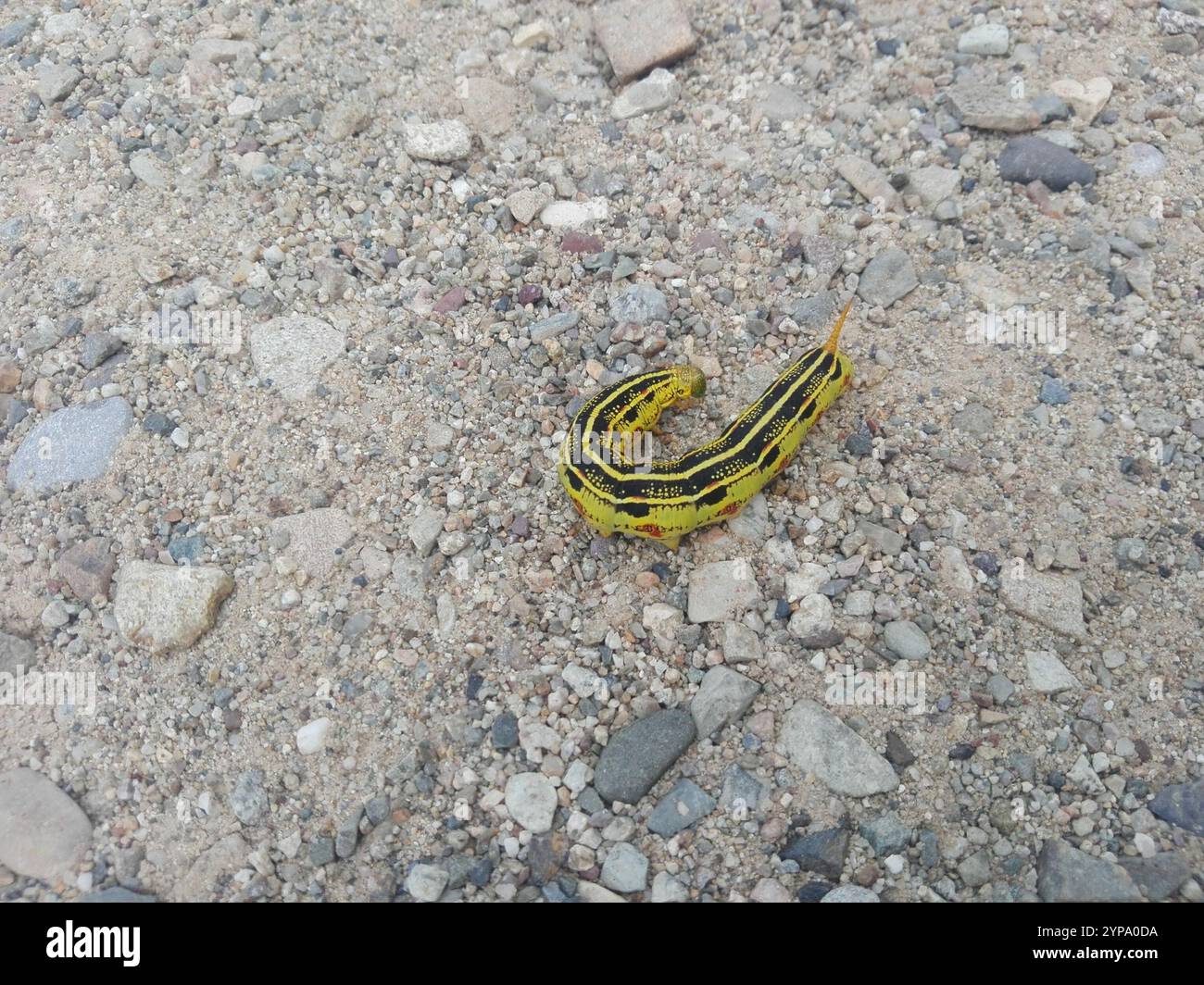 White-lined Sphinx (Hyles lineata Stock Photo - Alamy