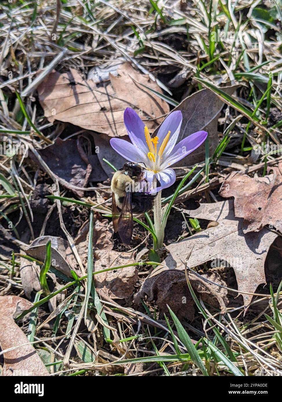 Eastern Carpenter Bee (Xylocopa virginica Stock Photo - Alamy