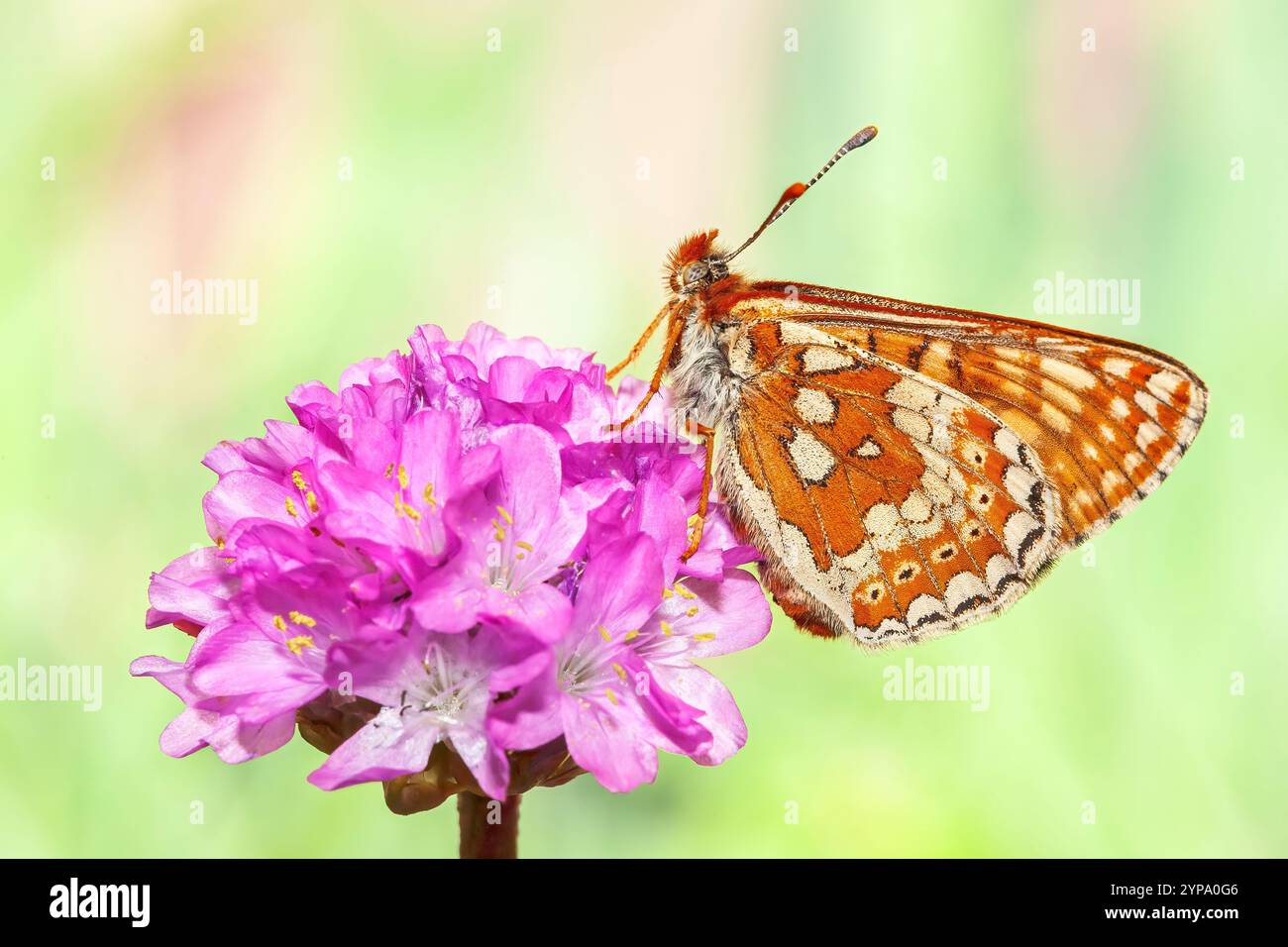 Silver-washed Fritillary butterfly, Argynnis paphia, single adult ...