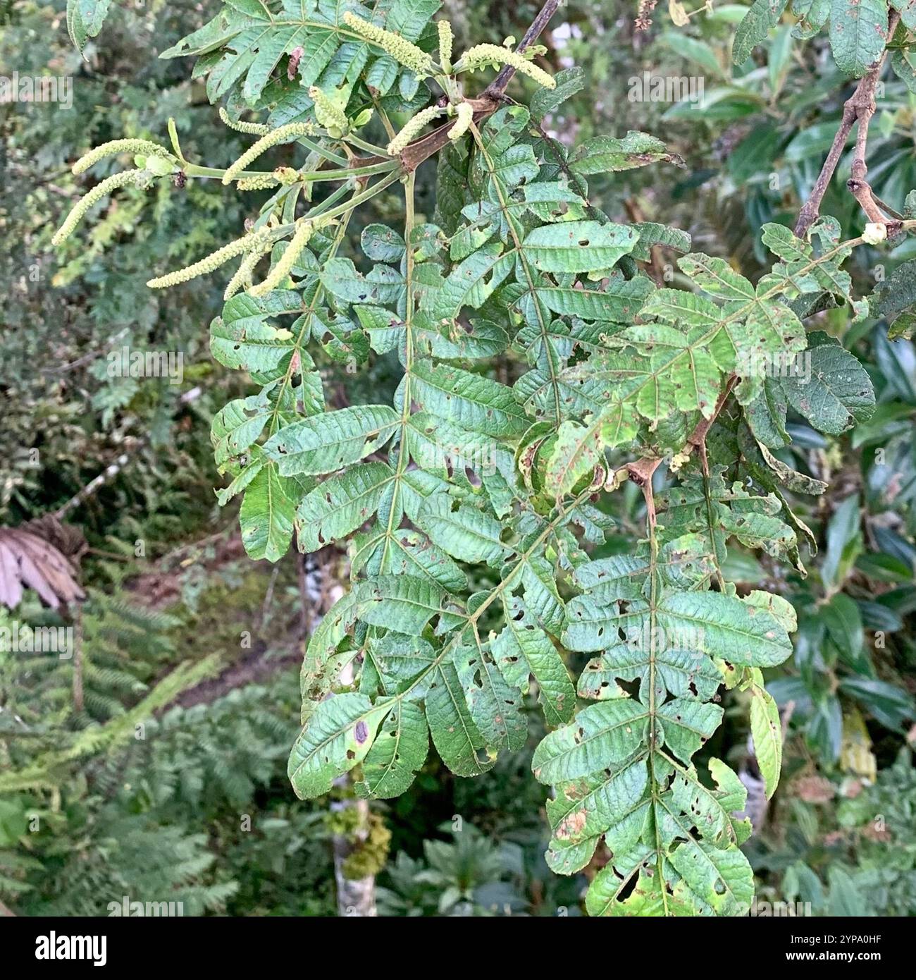 Weinmannia hi-res stock photography and images - Alamy