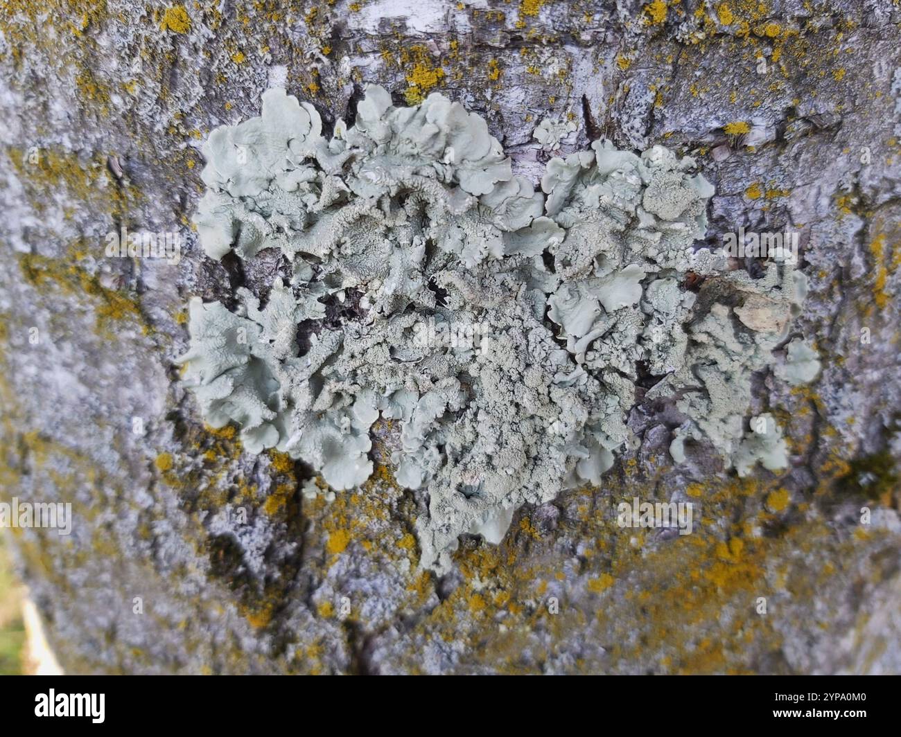 greenshield lichens (Flavoparmelia Stock Photo - Alamy