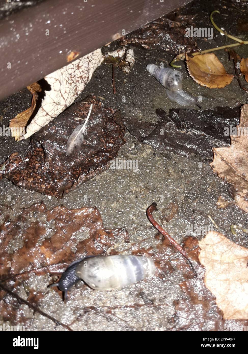 Decollate Snail (Rumina decollata Stock Photo - Alamy