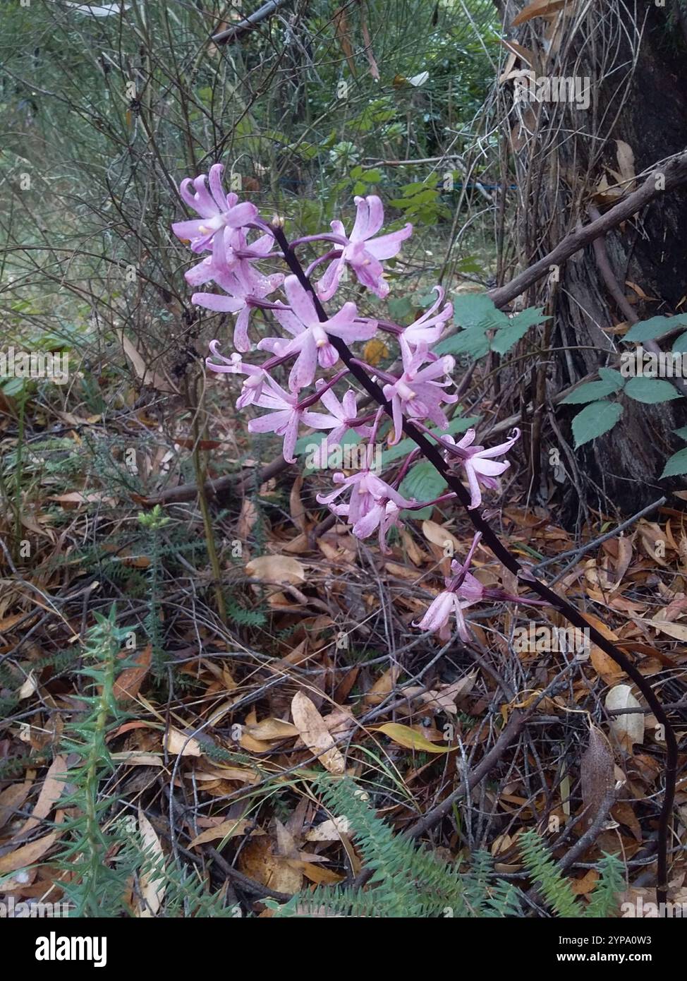 Rosy Hyacinth Orchid (Dipodium roseum Stock Photo - Alamy