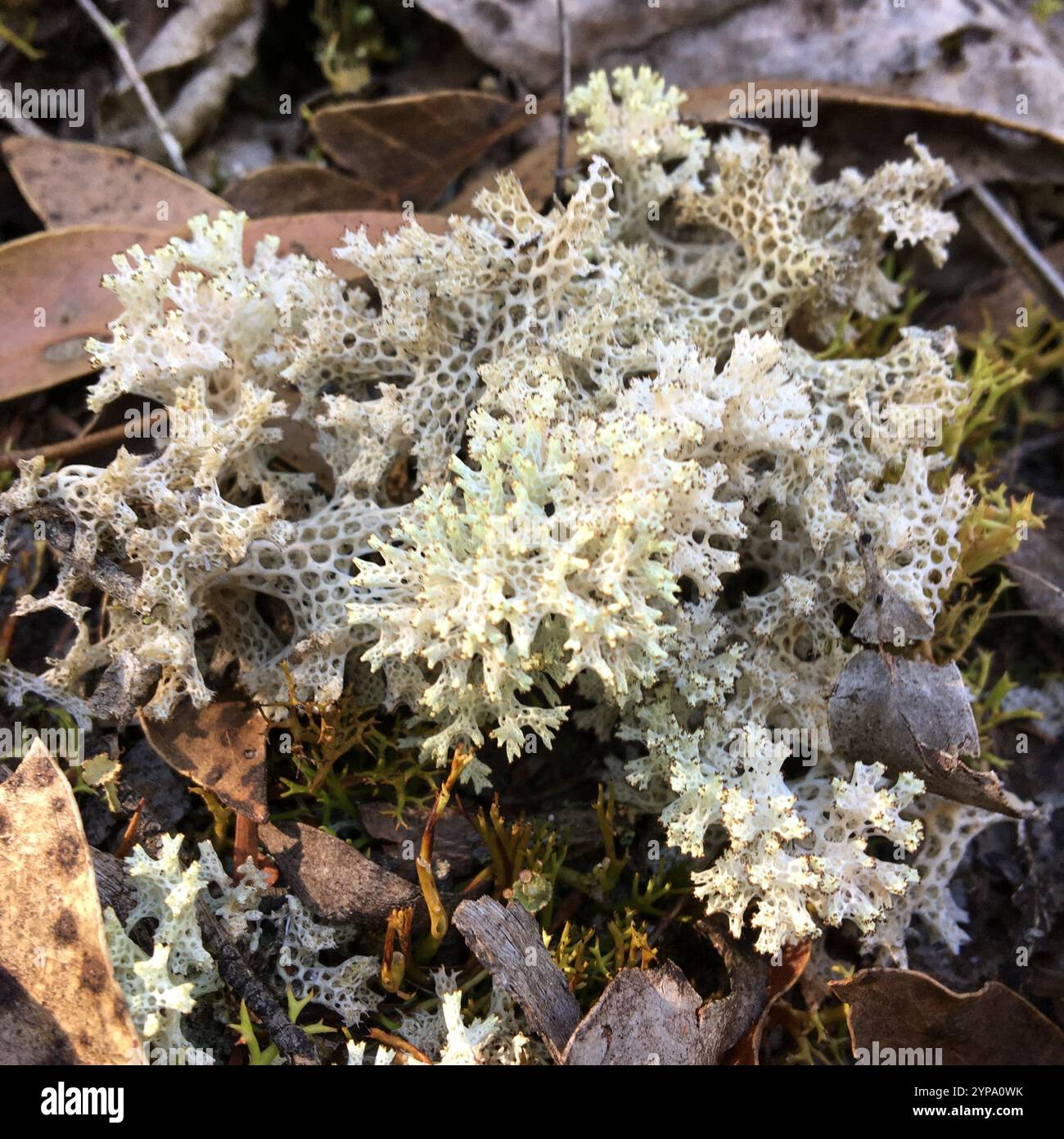 Coral lichen (Pulchrocladia retipora Stock Photo - Alamy
