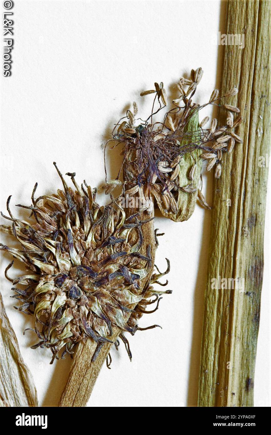 Narrow leaved bur reed hi-res stock photography and images - Alamy