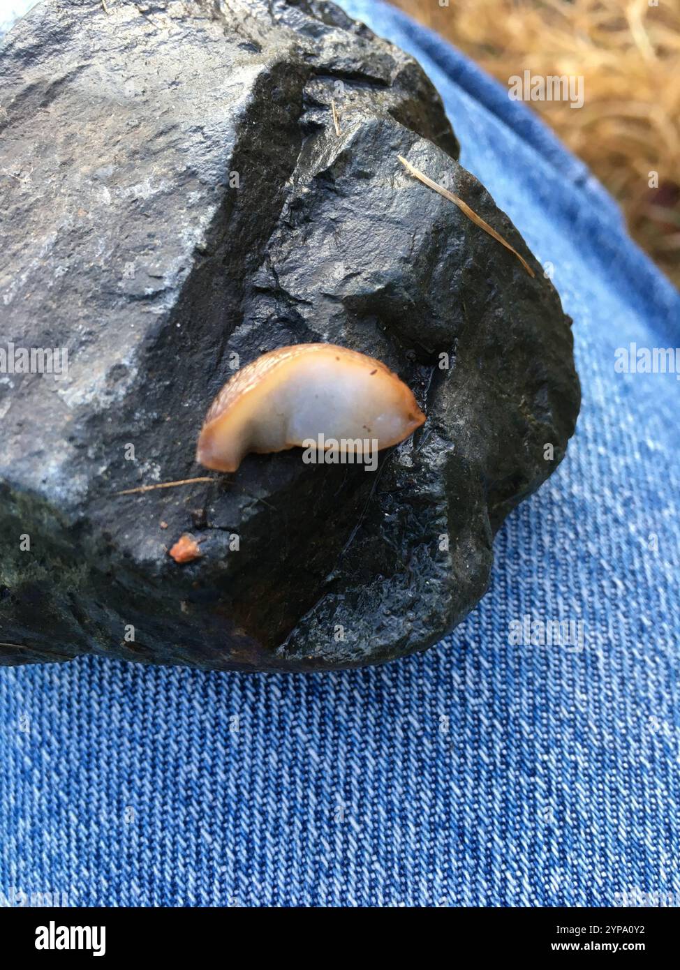 Western Dusky Slug (Arion subfuscus Stock Photo - Alamy