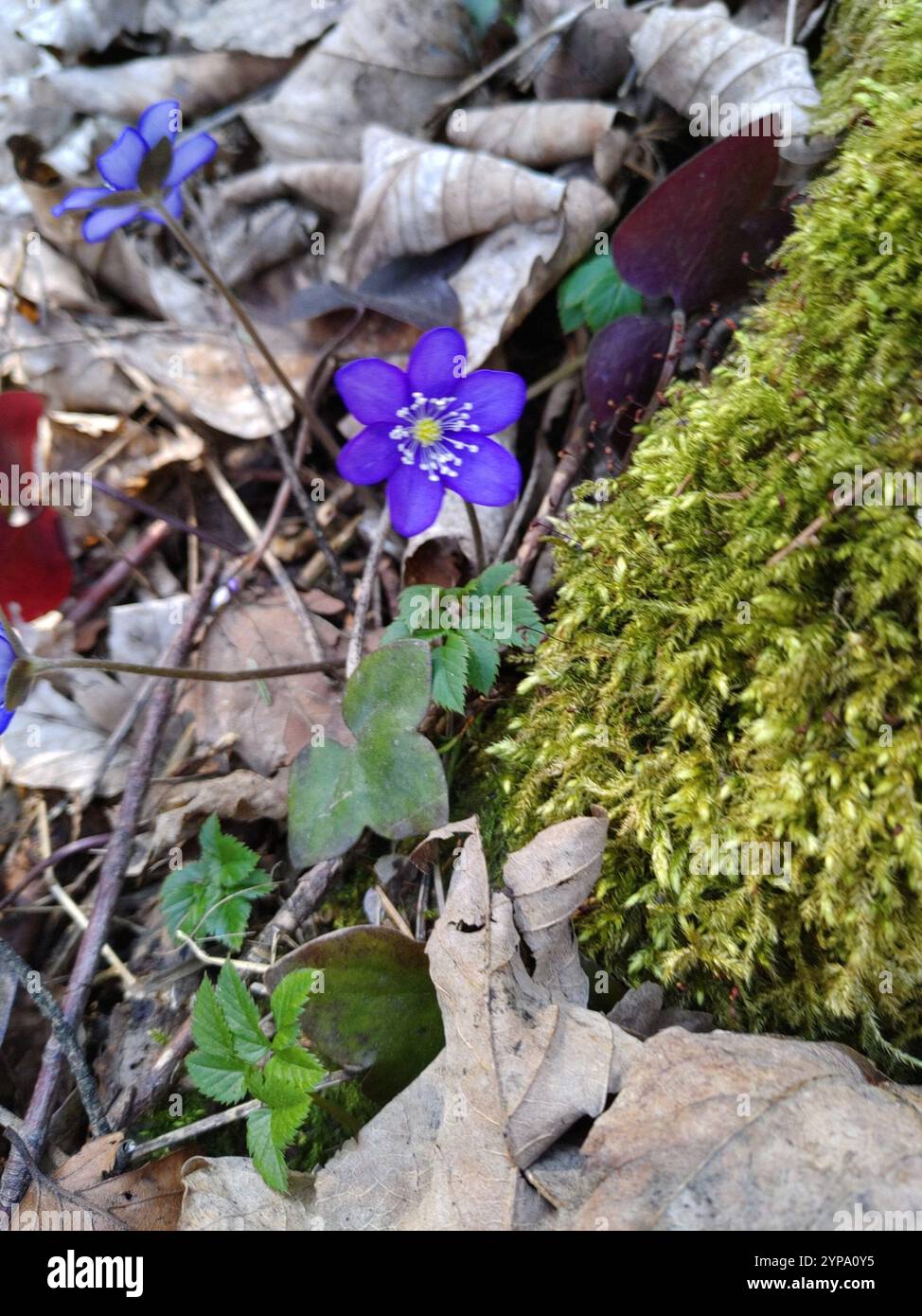 Liverleaf (Hepatica nobilis Stock Photo - Alamy