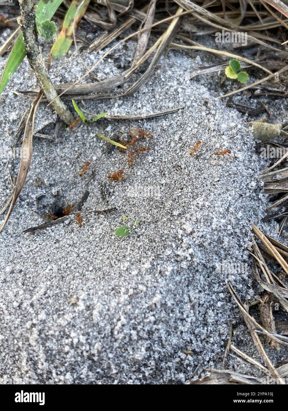 Buren's Pyramid Ant (Dorymyrmex bureni Stock Photo - Alamy