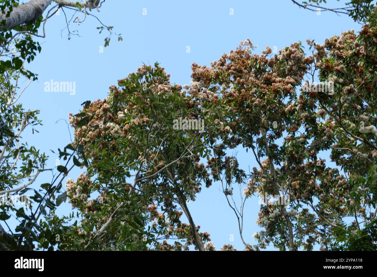 Spanish Elm (Cordia gerascanthus Stock Photo - Alamy
