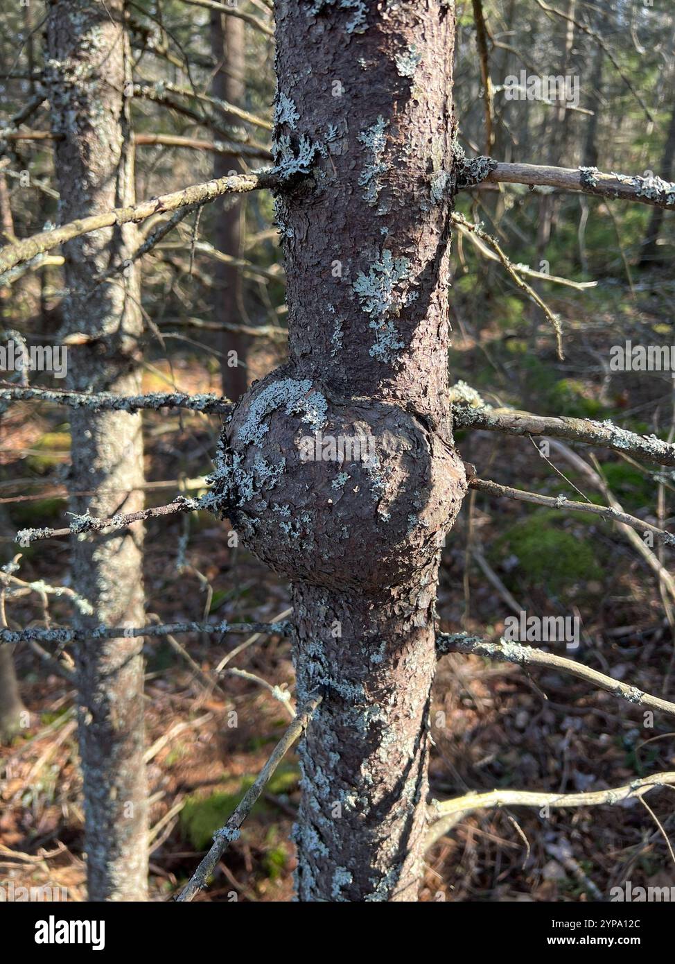 bacterial crown gall (Agrobacterium radiobacter Stock Photo - Alamy