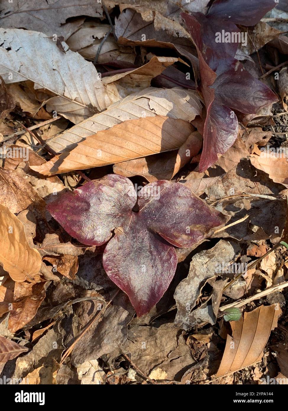 sharp-lobed hepatica (Hepatica acutiloba Stock Photo - Alamy