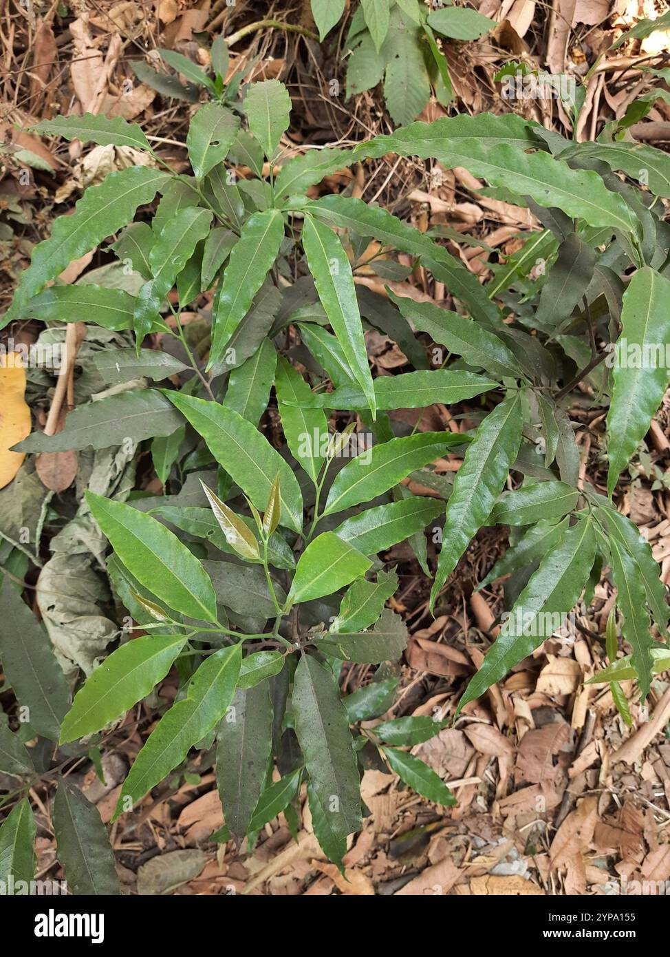 false ashoka (Monoon longifolium Stock Photo - Alamy