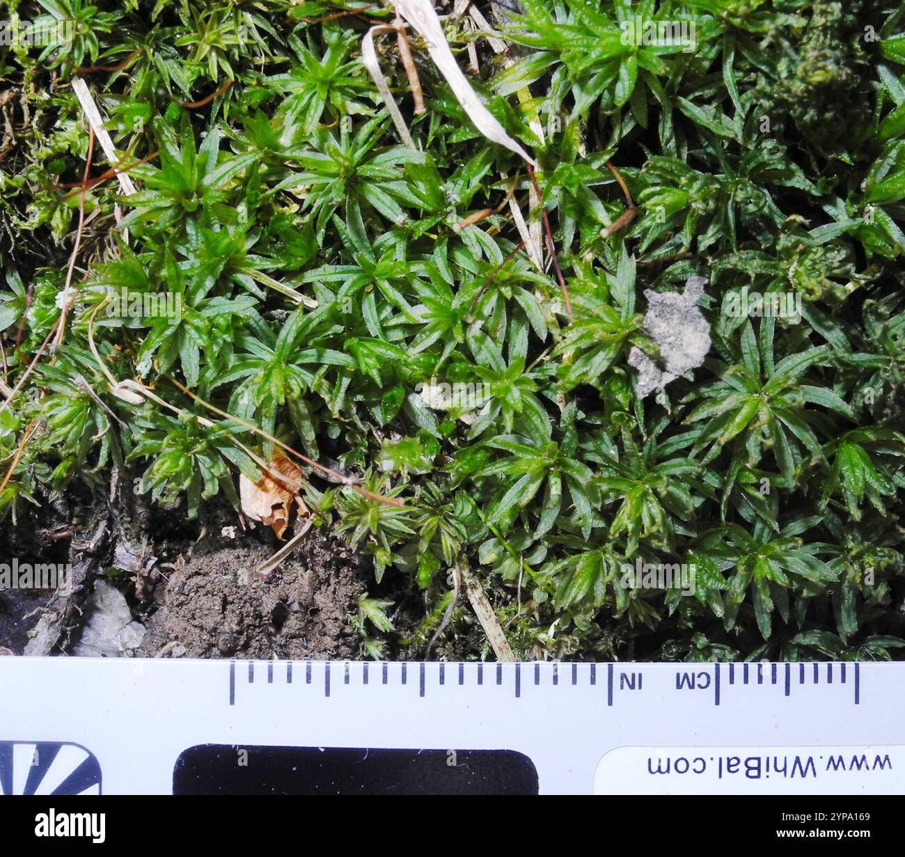 lesser smoothcap (Atrichum angustatum Stock Photo - Alamy