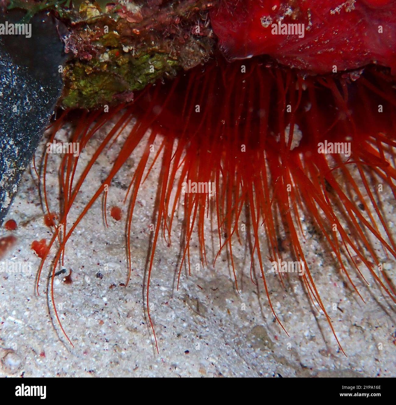 Rough file hi-res stock photography and images - Alamy