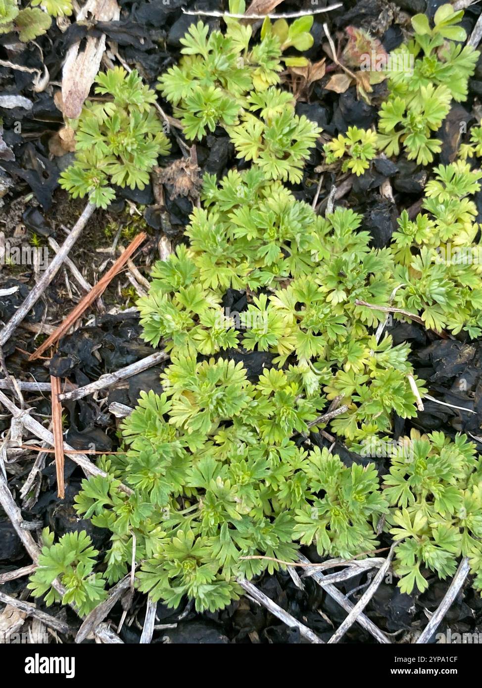 Slender parsley-piert (Alchemilla australis Stock Photo - Alamy