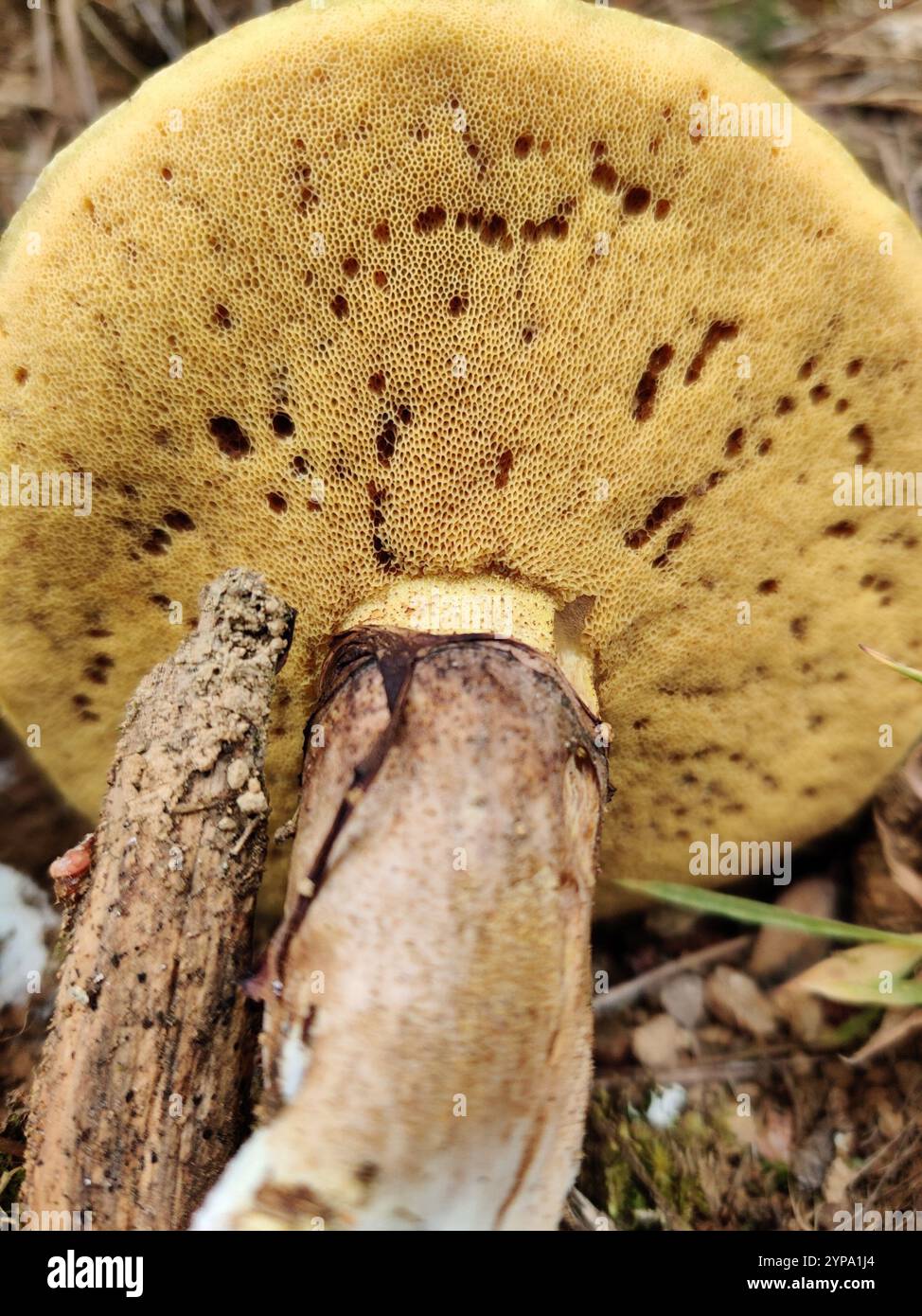 Purple-veiled Slippery Jack (Suillus luteus Stock Photo - Alamy