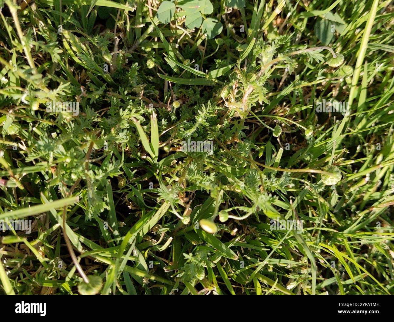 Common Cotula (Cotula australis Stock Photo - Alamy