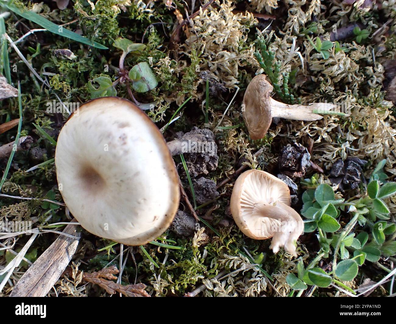 Fragrant Funnel (Clitocybe fragrans Stock Photo - Alamy
