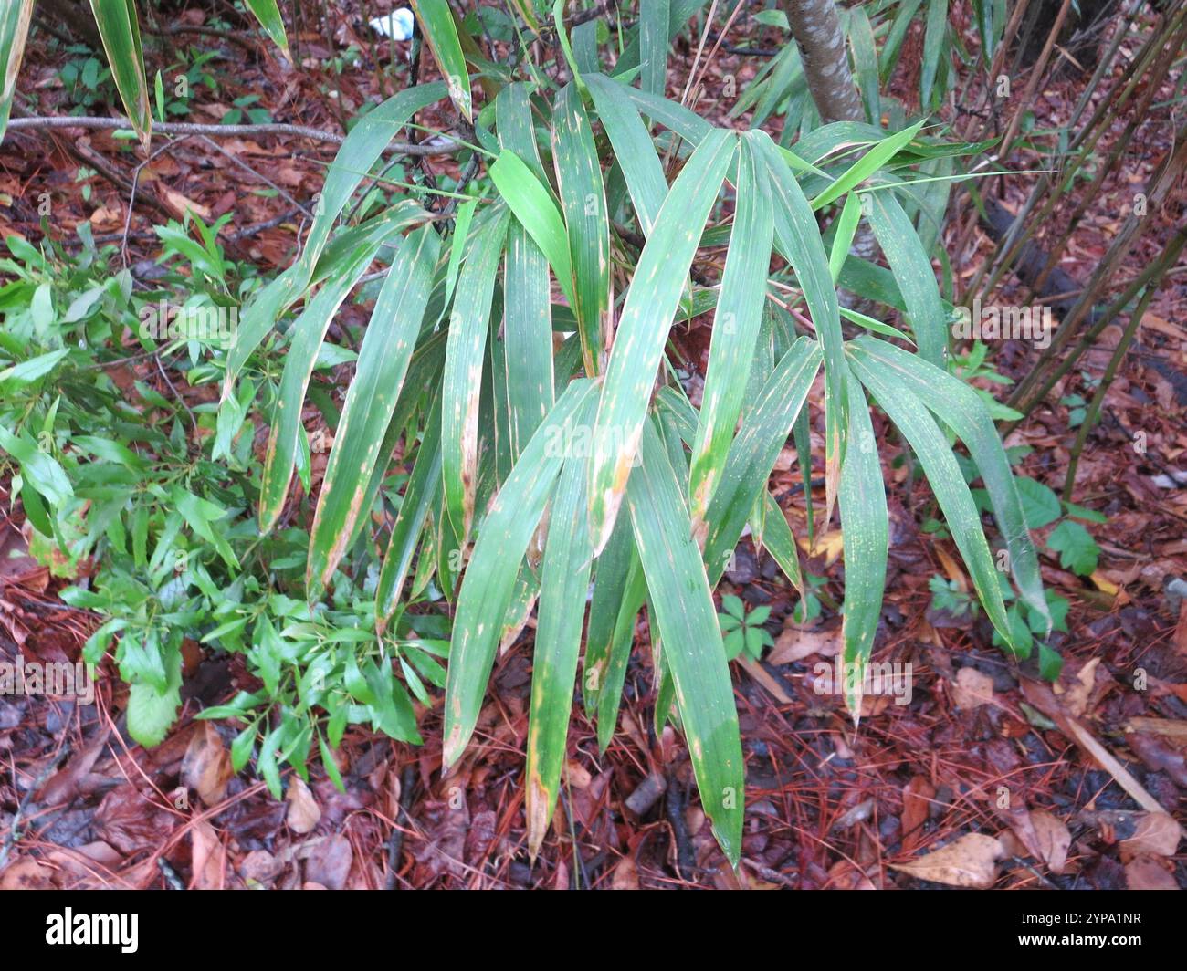 switch cane (Arundinaria tecta Stock Photo - Alamy