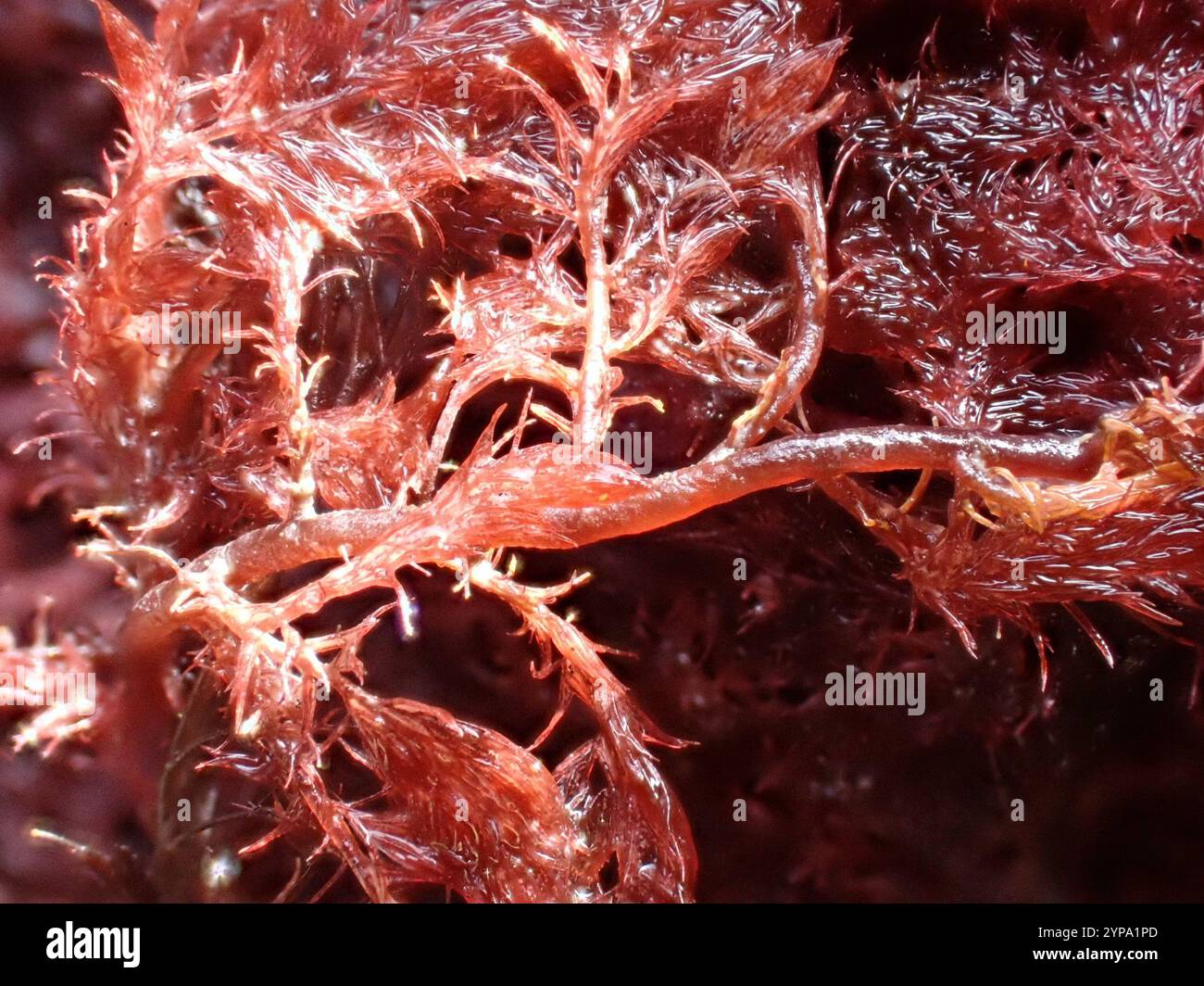 red algae (Rhodophyta Stock Photo - Alamy