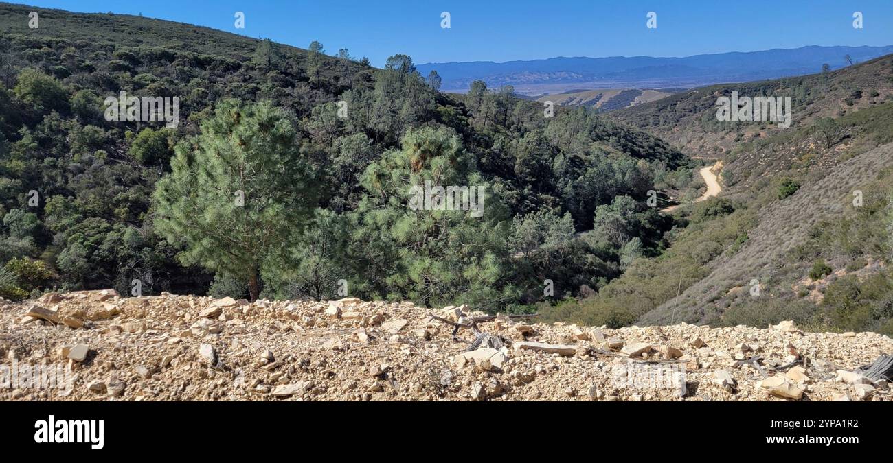 gray pine (Pinus sabiniana Stock Photo - Alamy