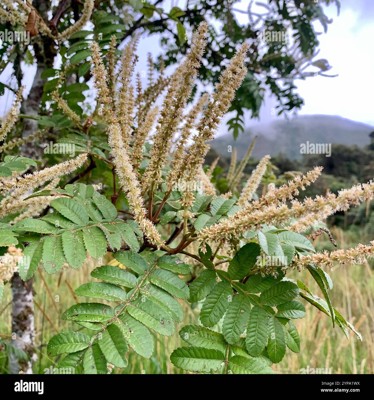 Weinmannia hi-res stock photography and images - Alamy