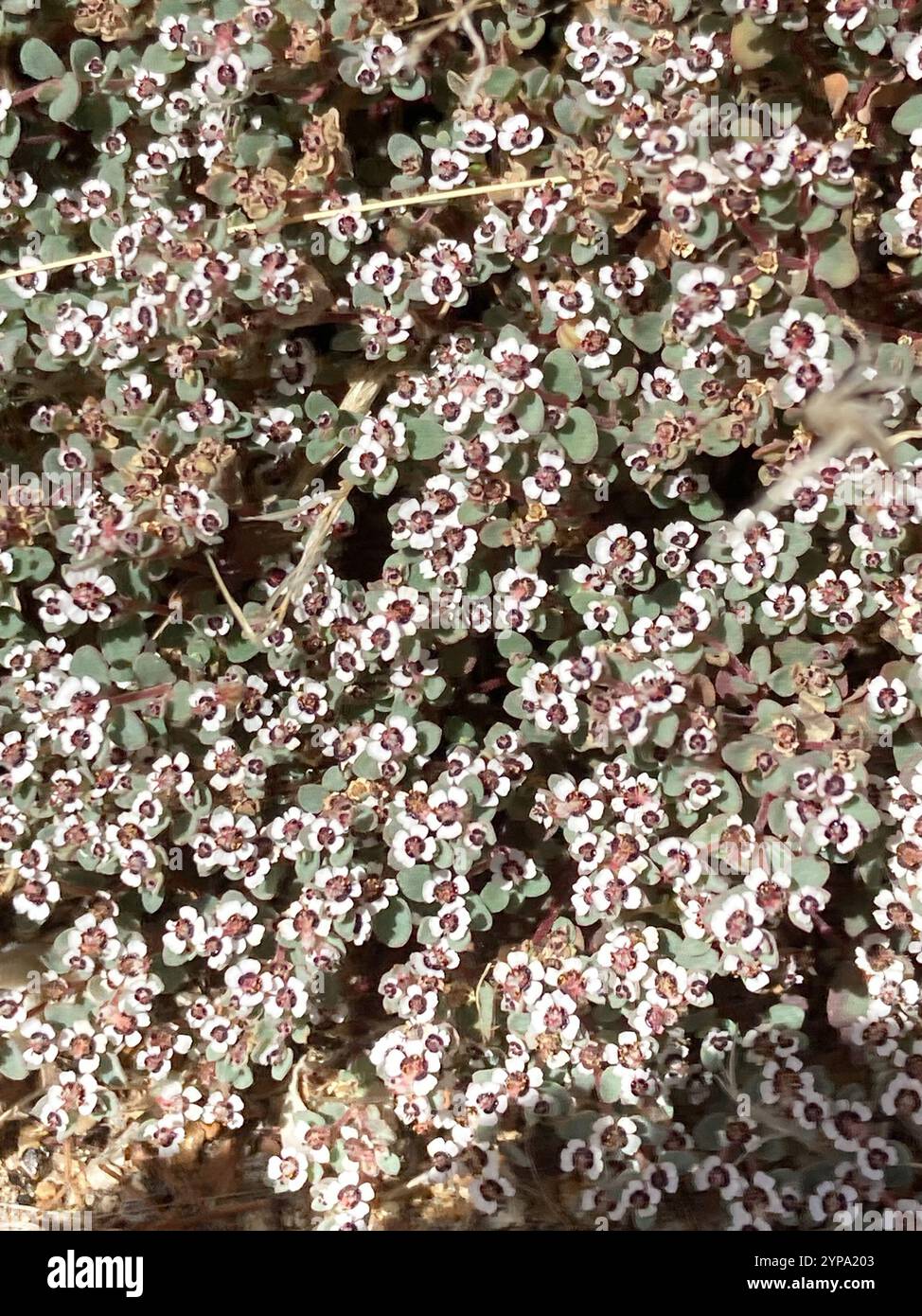 red-gland spurge (Euphorbia melanadenia Stock Photo - Alamy