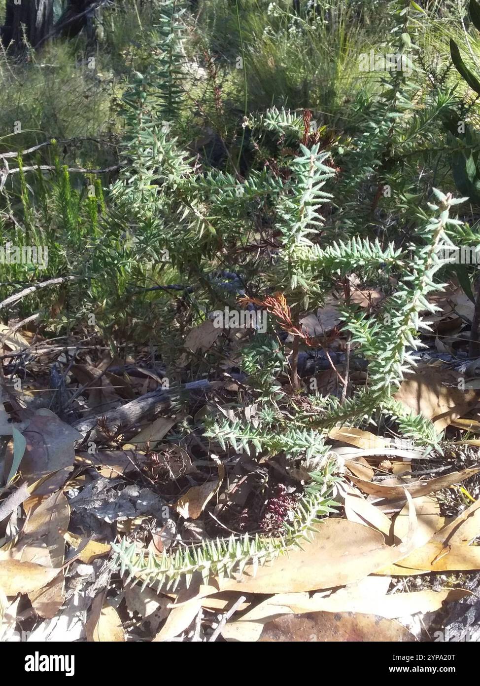 Mount Lofty Ground-berry (Acrotriche fasciculiflora Stock Photo - Alamy