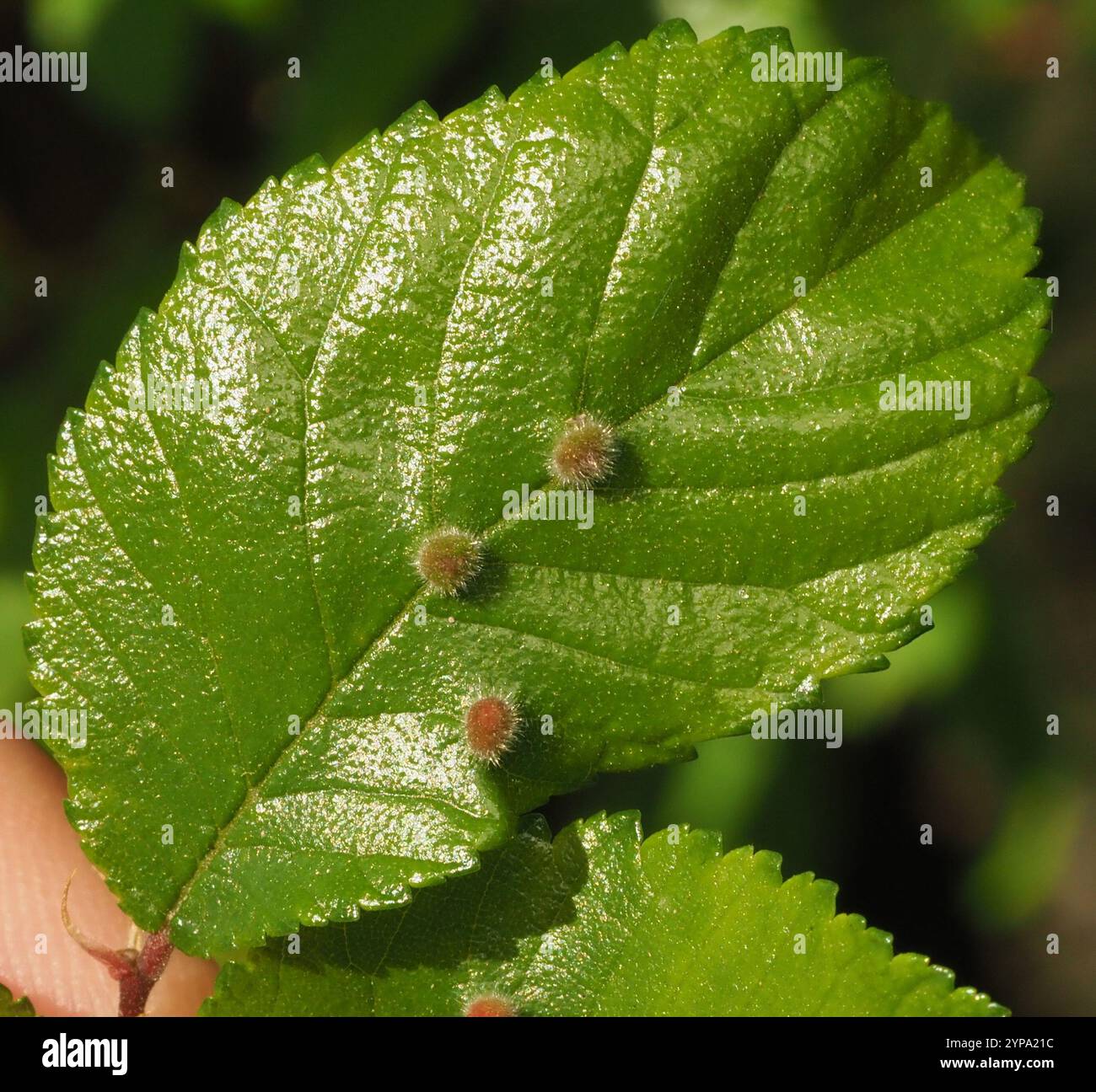 Gall and Rust Mites (Eriophyidae Stock Photo - Alamy