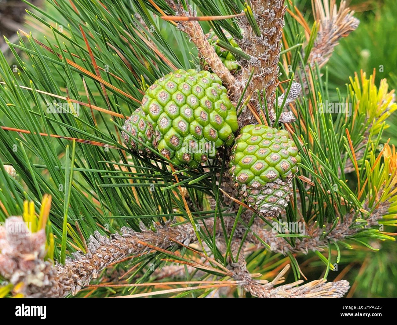 Monterey pine (Pinus radiata Stock Photo - Alamy