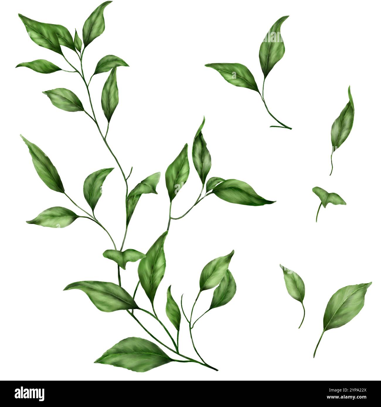 A green twig with leaves. Watercolor illustration. Isolate on a white ...